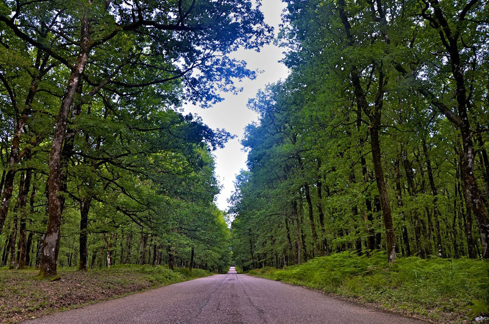 Foloi oak forest | | Dodeka travel