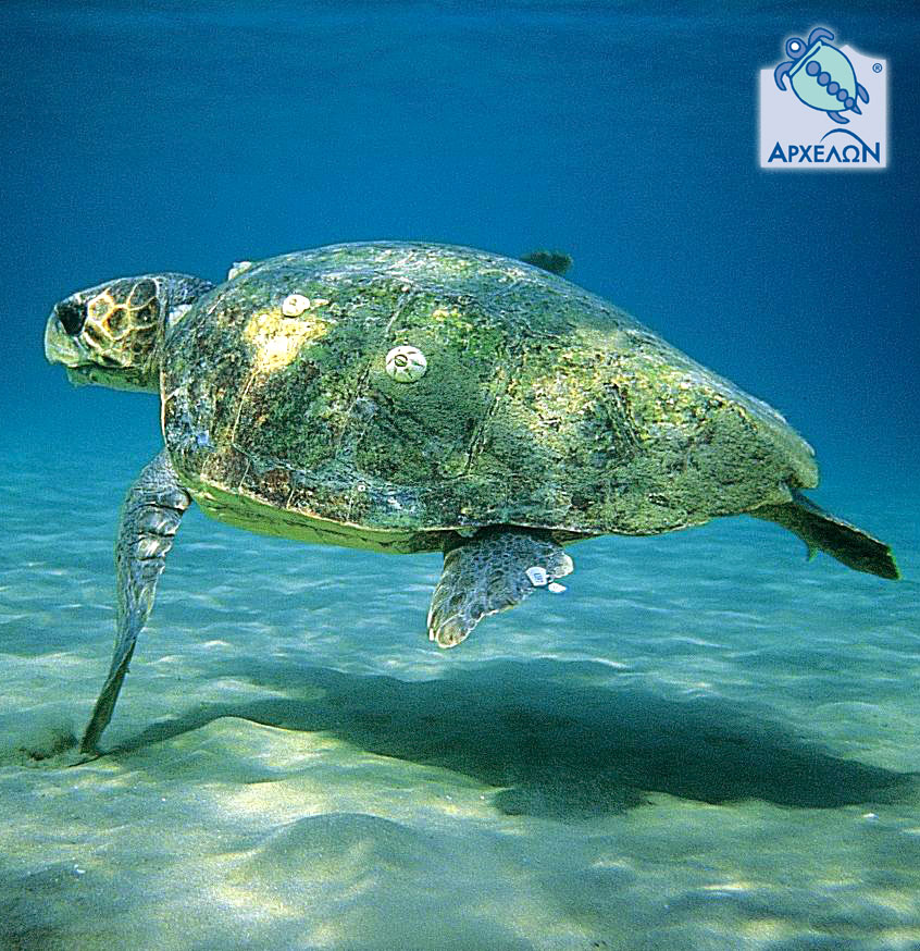 Archelon | | Dodeka travel